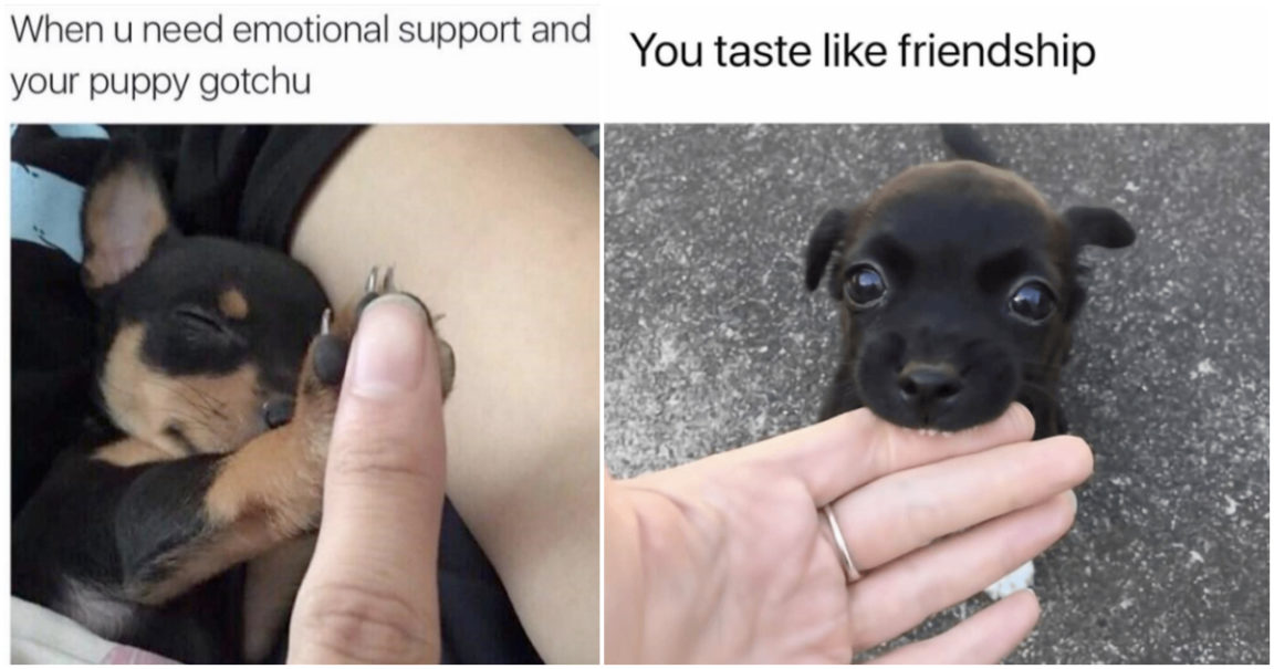 30 Cute Dog Memes To Escape From The Ruff World