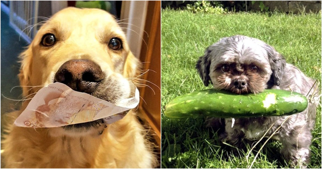 22 Dog Owners Who Received The Best Treasures From Their Pets