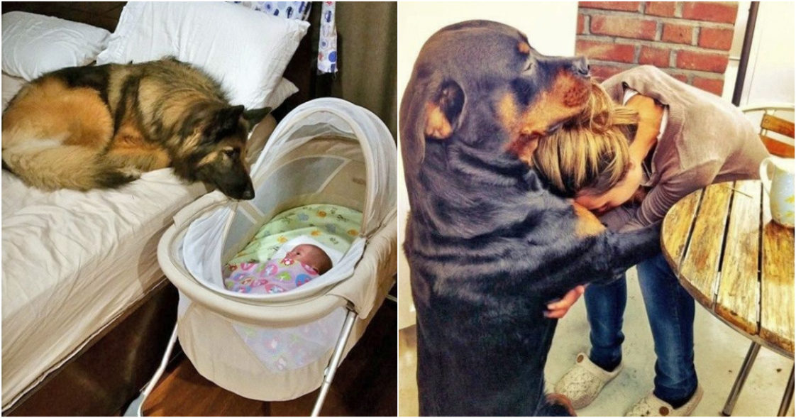 24 Dogs Who's Love For Their Humans Knows No Boundaries
