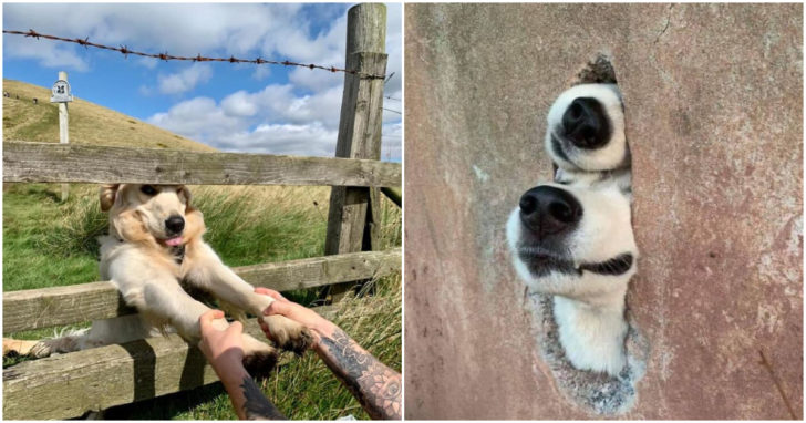 People Share Their Hilarious But Unexpected Encounter With Dogs (50 Pics)