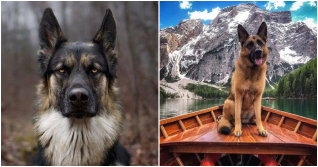 25 Incredible Photos Of German Shepherds Which Show How Majestic They Are