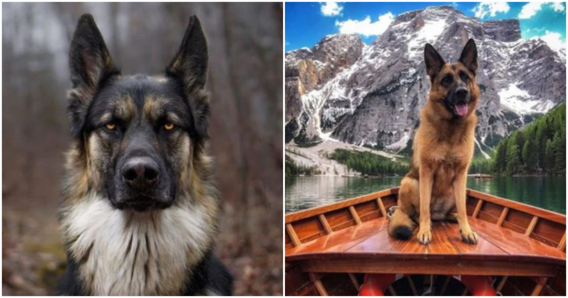 25 Incredible Photos Of German Shepherds Which Show How Majestic They Are