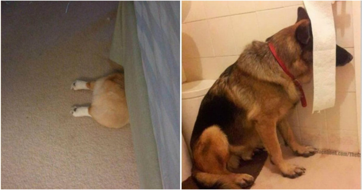 20 Dogs Who Think They've Found The Perfect Hiding Spot