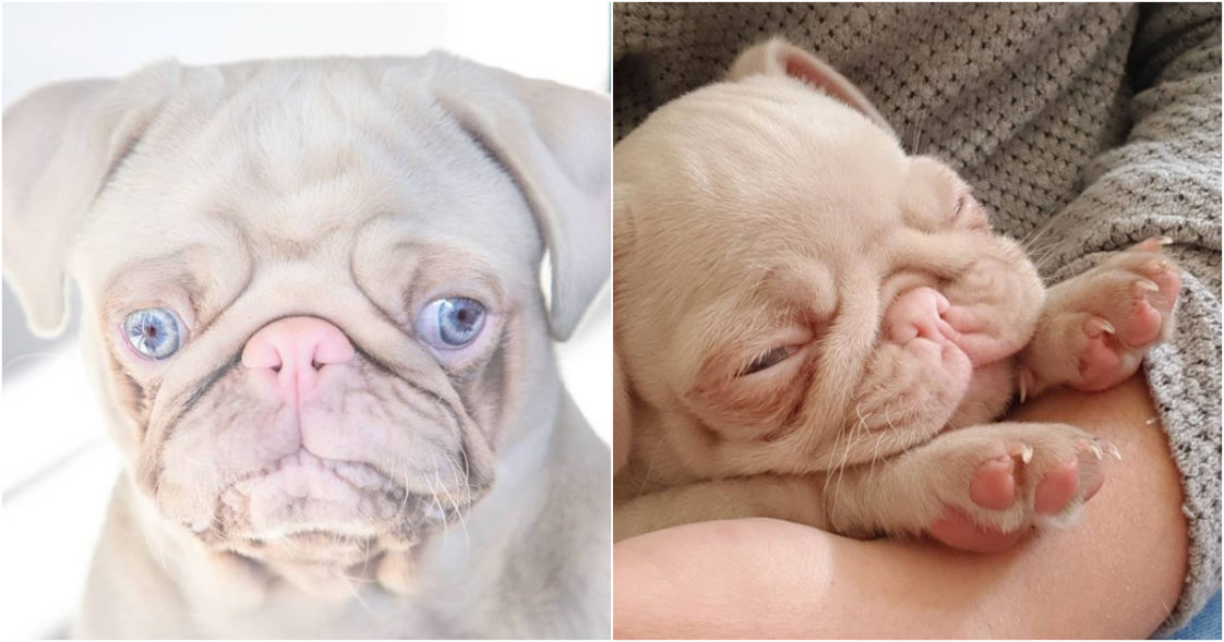 20 Pics Of 'Milkshake', A Dog So Rare You'll Hardly Find Another Like Him