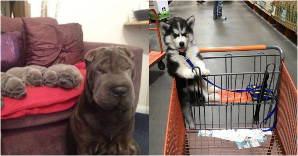 23 Extremely Adorable Dogs Who Will Turn Your Heart To Mush