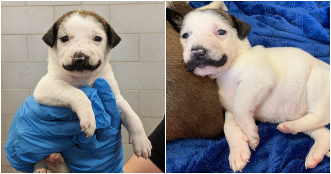 This Adorable Puppy Was Born With A Mustache