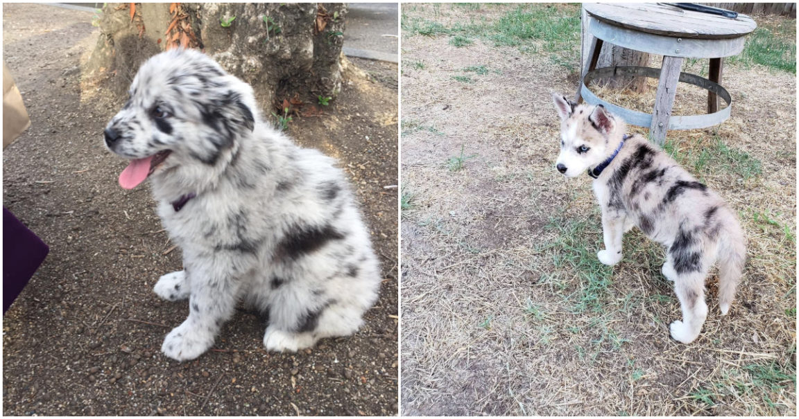 People Share Pics Of Their Dogs That Look Like Oreo (11 Pics)