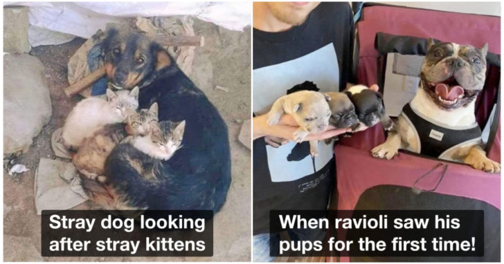 50 Photos Which Prove That Dogs Are The Purest