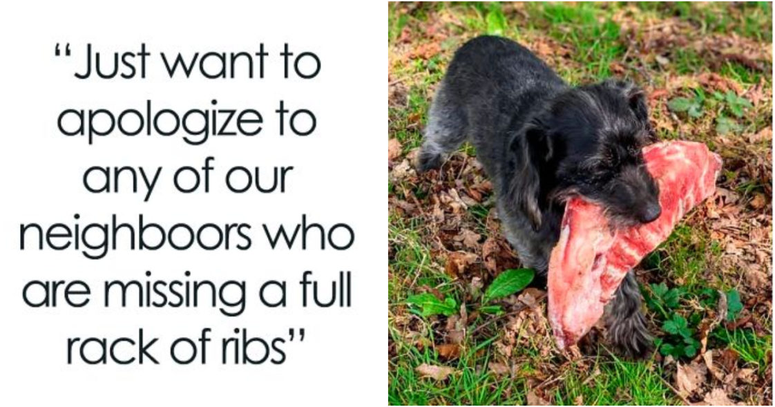 40 Hilarious Dog Posts Which Will Put A Smile On Your Face