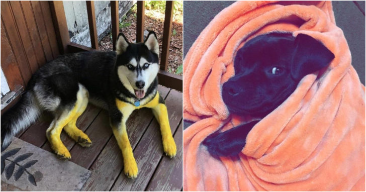 23 Weird Things Pets Do And Think They Are Normal