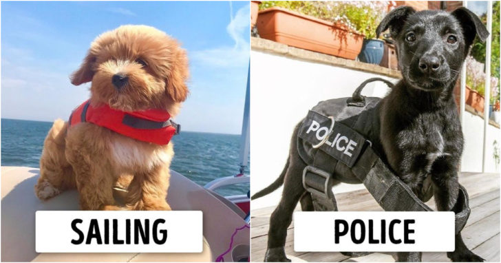 24 Working Dogs Who Finally Found Their Calling