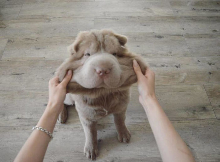 13 Dogs With Chubby Cheeks Which You Can Never Resist Squishing