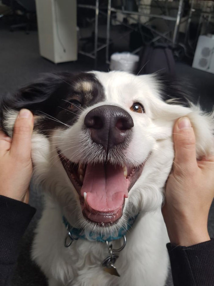 13 Dogs With Chubby Cheeks Which You Can Never Resist Squishing