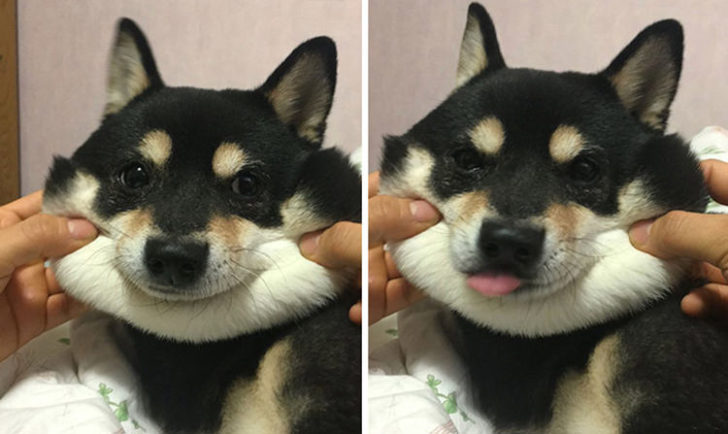 13 Dogs With Chubby Cheeks Which You Can Never Resist Squishing