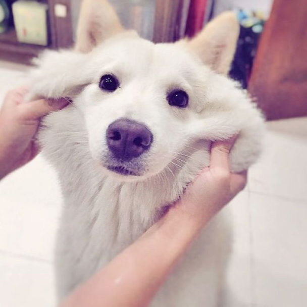 13 Dogs With Chubby Cheeks Which You Can Never Resist Squishing