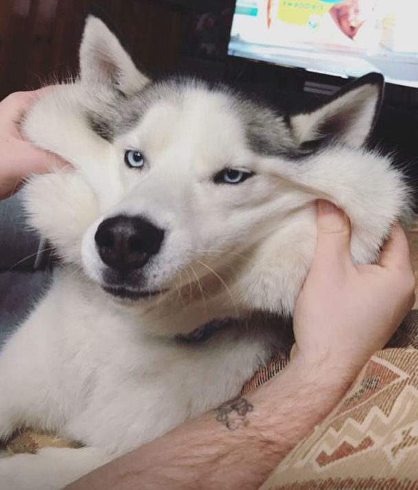 13 Dogs With Chubby Cheeks Which You Can Never Resist Squishing