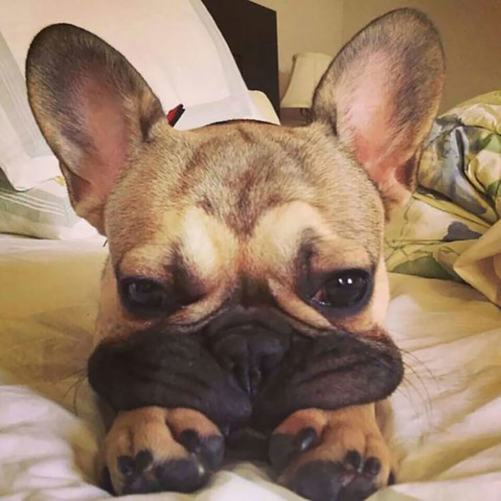 13 Dogs With Chubby Cheeks Which You Can Never Resist Squishing