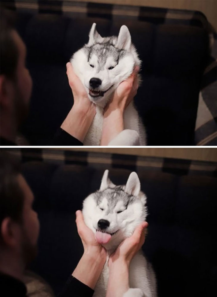 13 Dogs With Chubby Cheeks Which You Can Never Resist Squishing