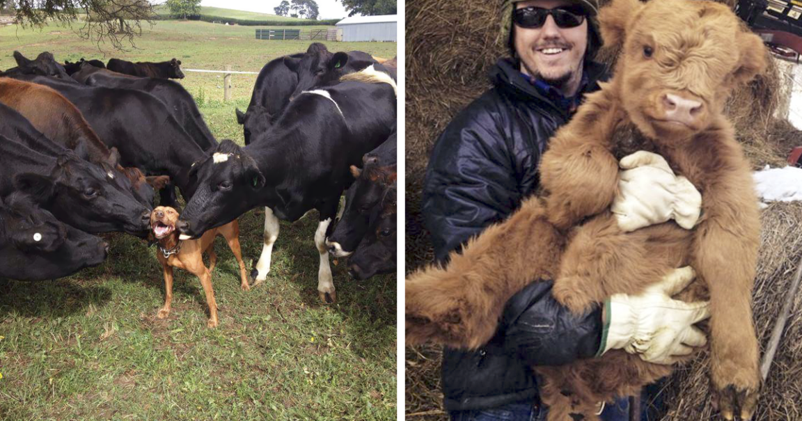 30 Adorable Cow Photos That Prove They Are Just Big Dogs