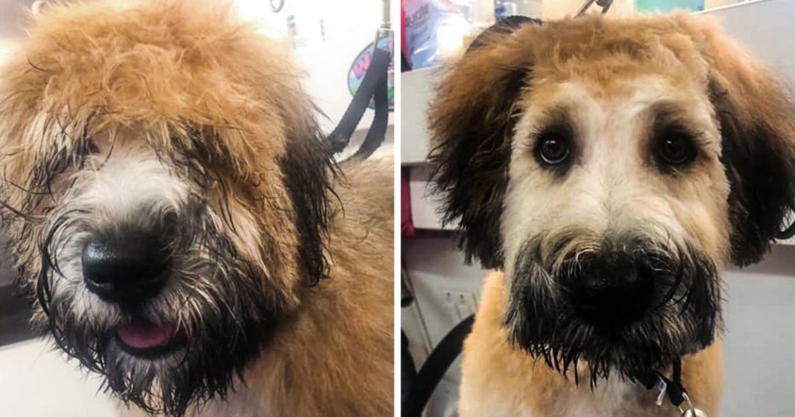 22 People Who Got A Completely New Dog After Visiting The Groomer