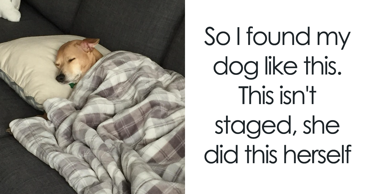35+ Hilarious Pics Of Dogs Acting Weird