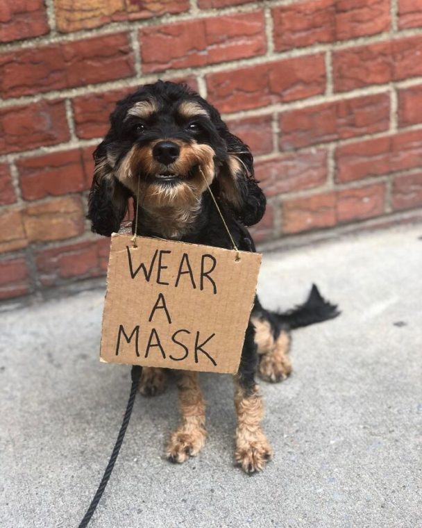 Funny Protest Signs From ‘Dog With Sign’ Who Has 174k Followers (New Pics)