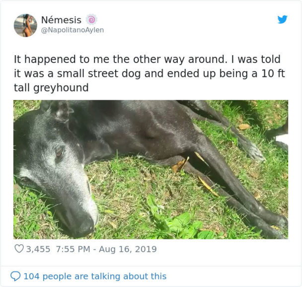 30 Dog Who Became A Different Breed Altogether After Growing Up