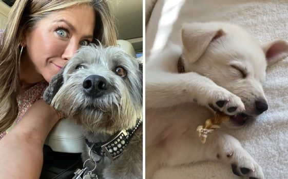 25 Adorable Pets Who Got Adopted By These Famous People
