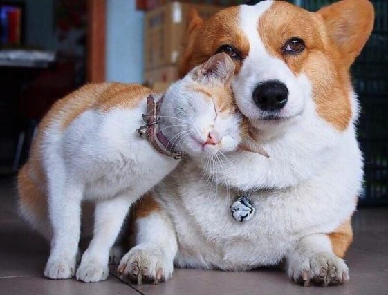 50 Animals Whose Friendship Will Brighten Up Your Day