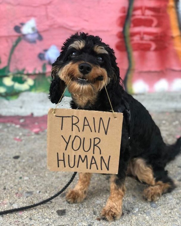 Funny Protest Signs From ‘Dog With Sign’ Who Has 174k Followers (New Pics)