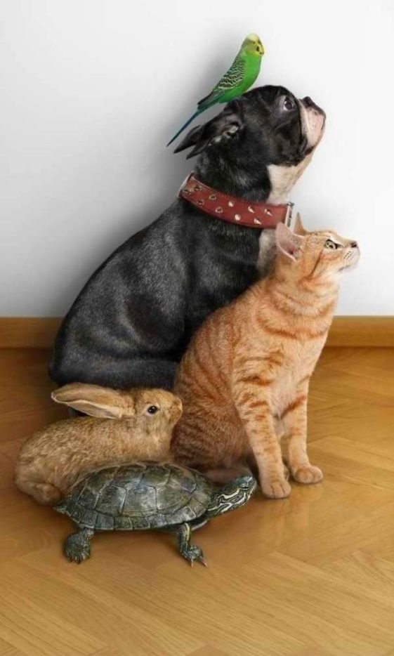 35 Uplifting Dog Posts To Make Your Day Better (New Pics)