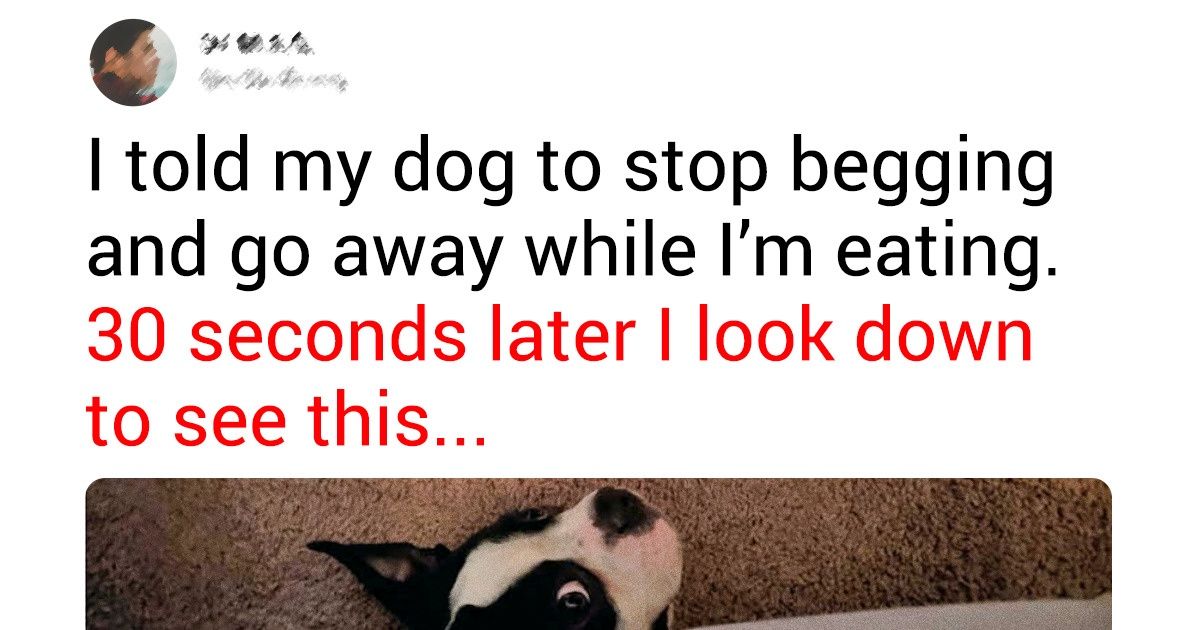19 Shameless Faces That Couldn’t Care Less About Their Owners’ Rules