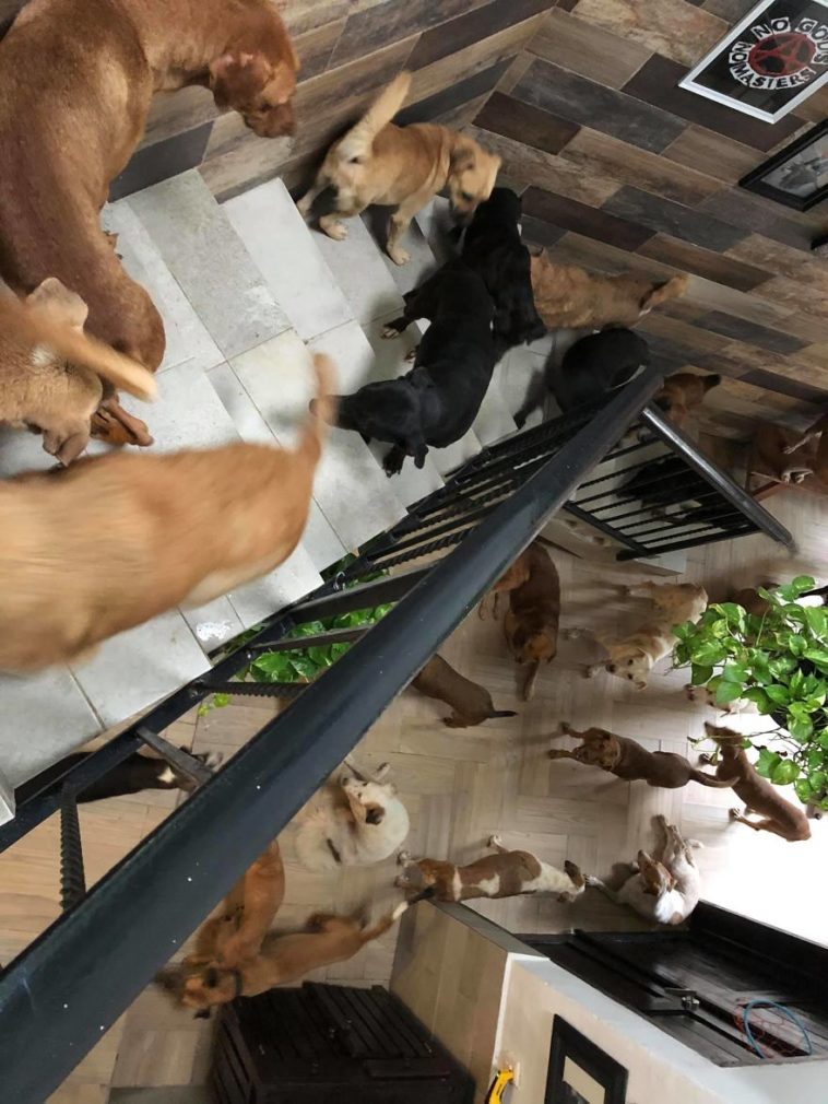 Man Brings 300 Stray Animals To His Home To Protect Them From Hurricane ...