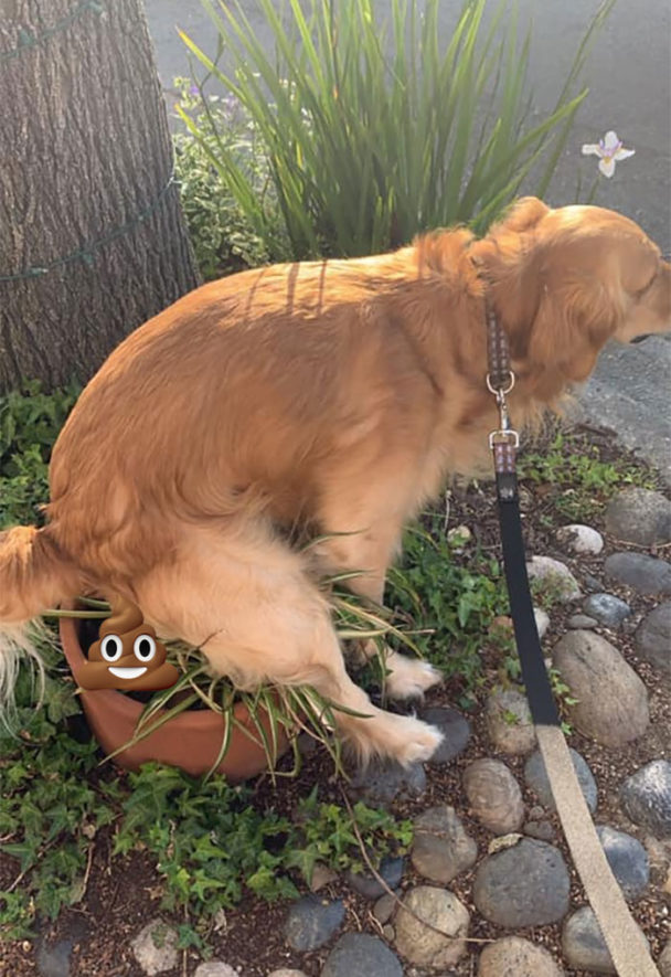 People Share Pictures Of Their Pets Pooping In Weird Positions And It's ...