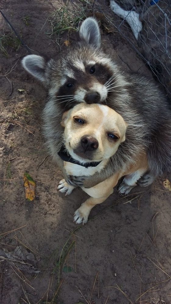 50 Animals Whose Friendship Will Brighten Up Your Day
