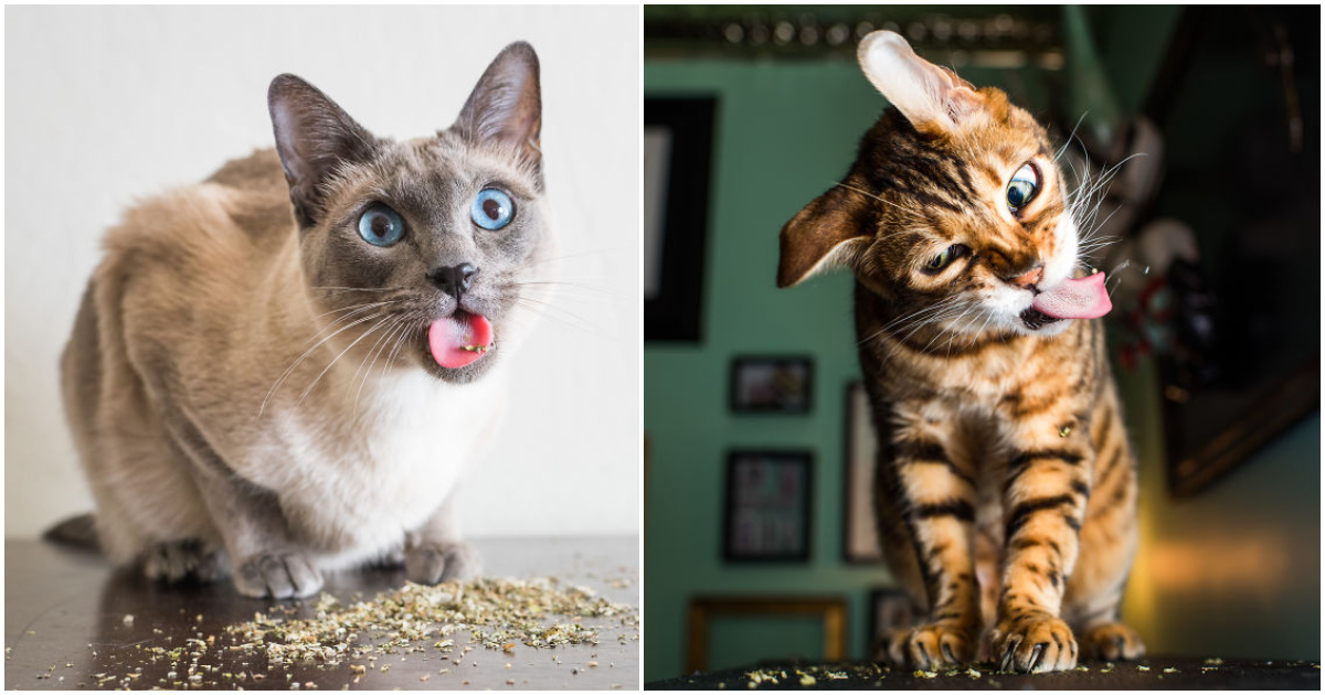 19 Cats Getting High On Catnip