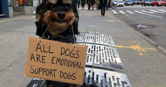 Funny Protest Signs From ‘Dog With Sign’ Who Has 174k Followers (New Pics)