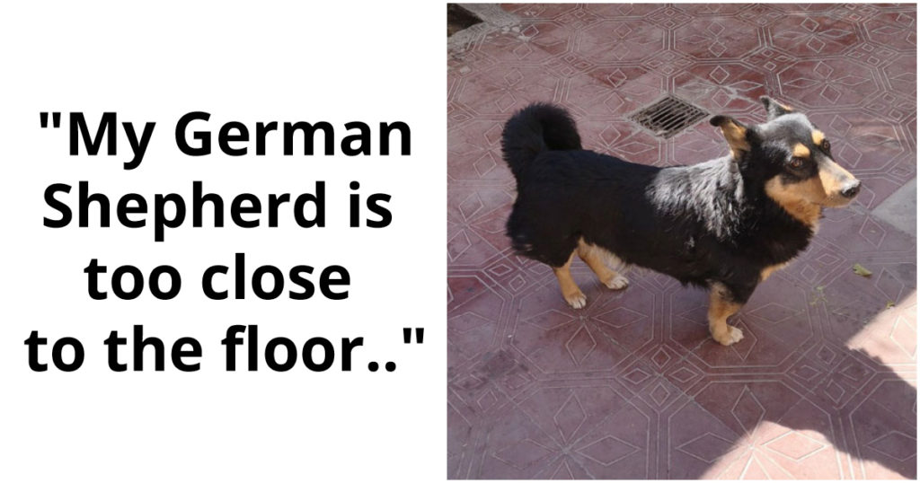 30 Dog Who Became A Different Breed Altogether After Growing Up