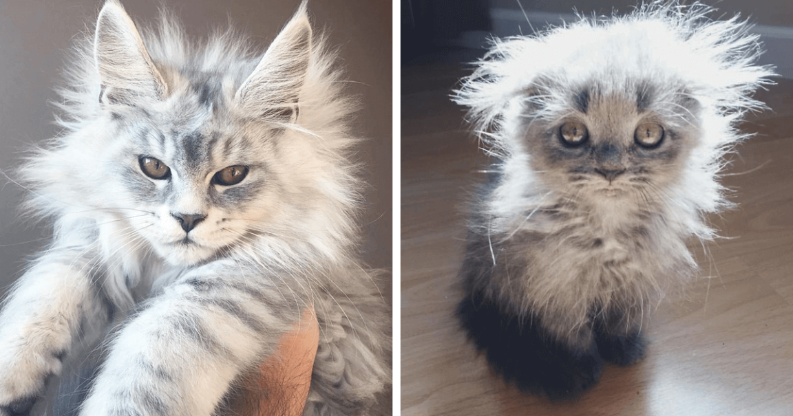 Adorable Maine Coon Kittens That Will Be Giant Cats As Grown Ups