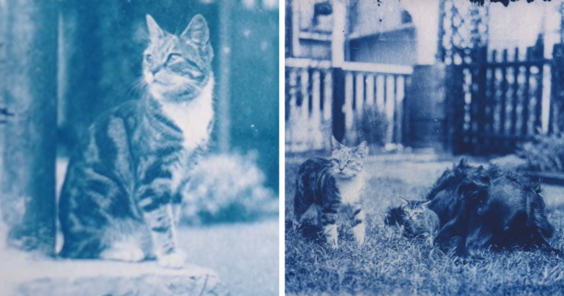 Man Finds Undeveloped Cat Photos In 120 Year Old Time Capsule, Decides ...