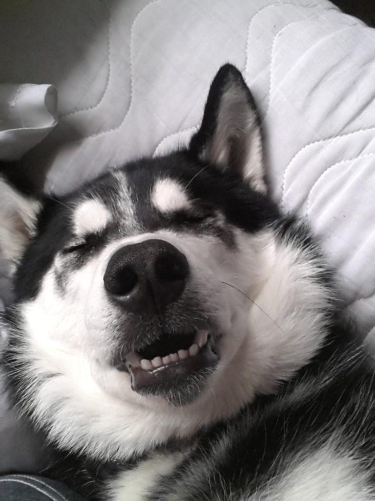 Husky Owners Will Relate To These Hilarious Situations