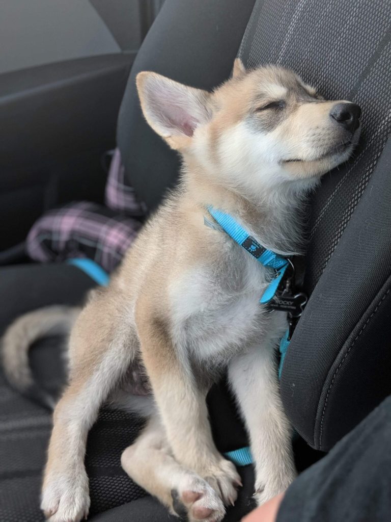 Husky Owners Will Relate To These Hilarious Situations