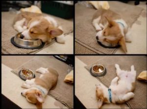 12 Dogs Who Ate Too Much And Are Now Regretting It