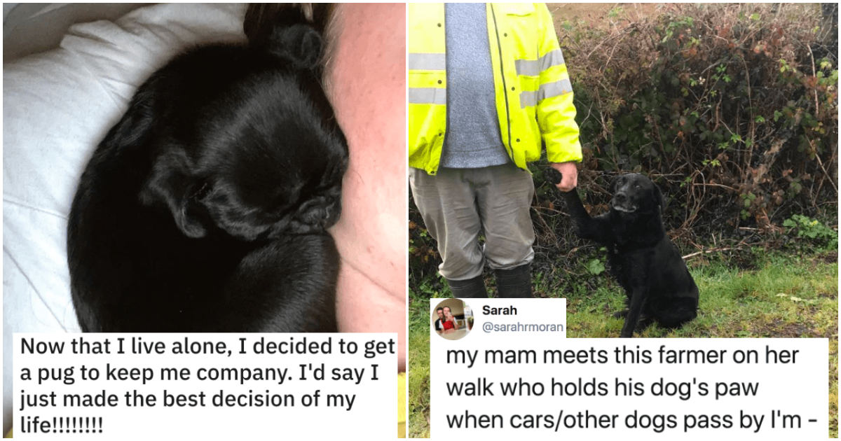 Everyone Needs To See These Dog Posts Asap (16 Pics)