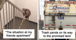 50 Trash Pandas Acting Cute And Funny
