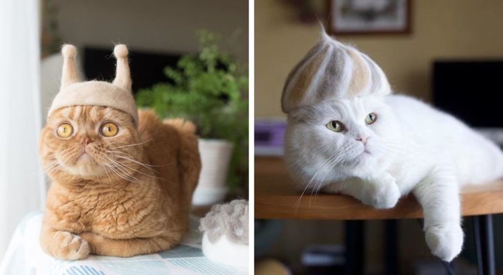 Japanese Artist Creates Hats For Cats Made From Their Own Hair