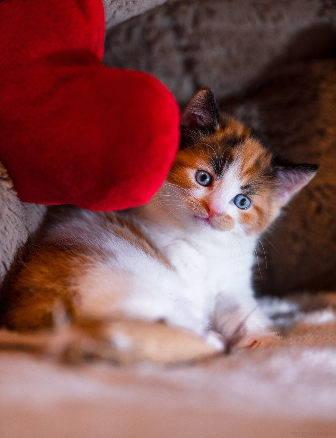 Best Cat Photos Sent To Us This Week (2020)