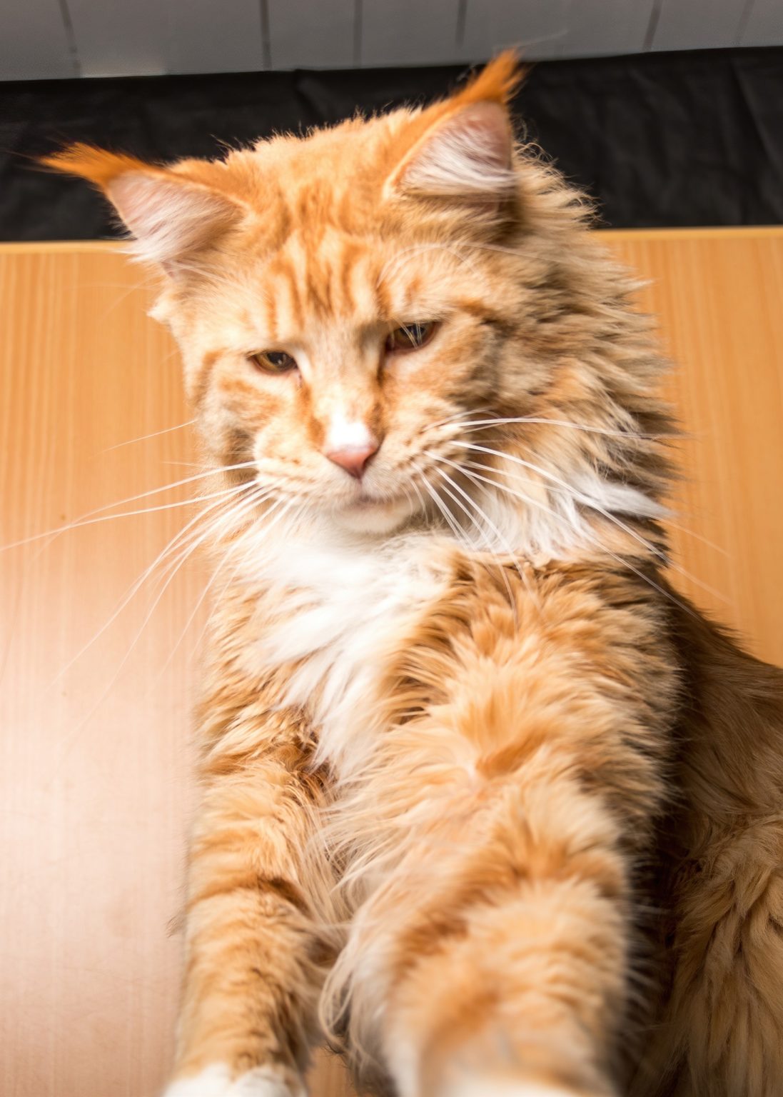 Best Cat Photos Sent To Us This Week (2020)