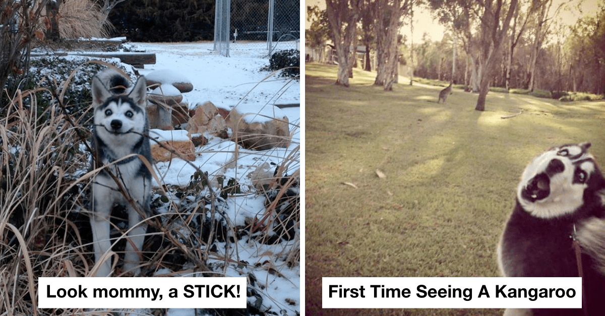25 Funniest Photos Of Huskies Being Huskies That Prove They’re Biggest ...
