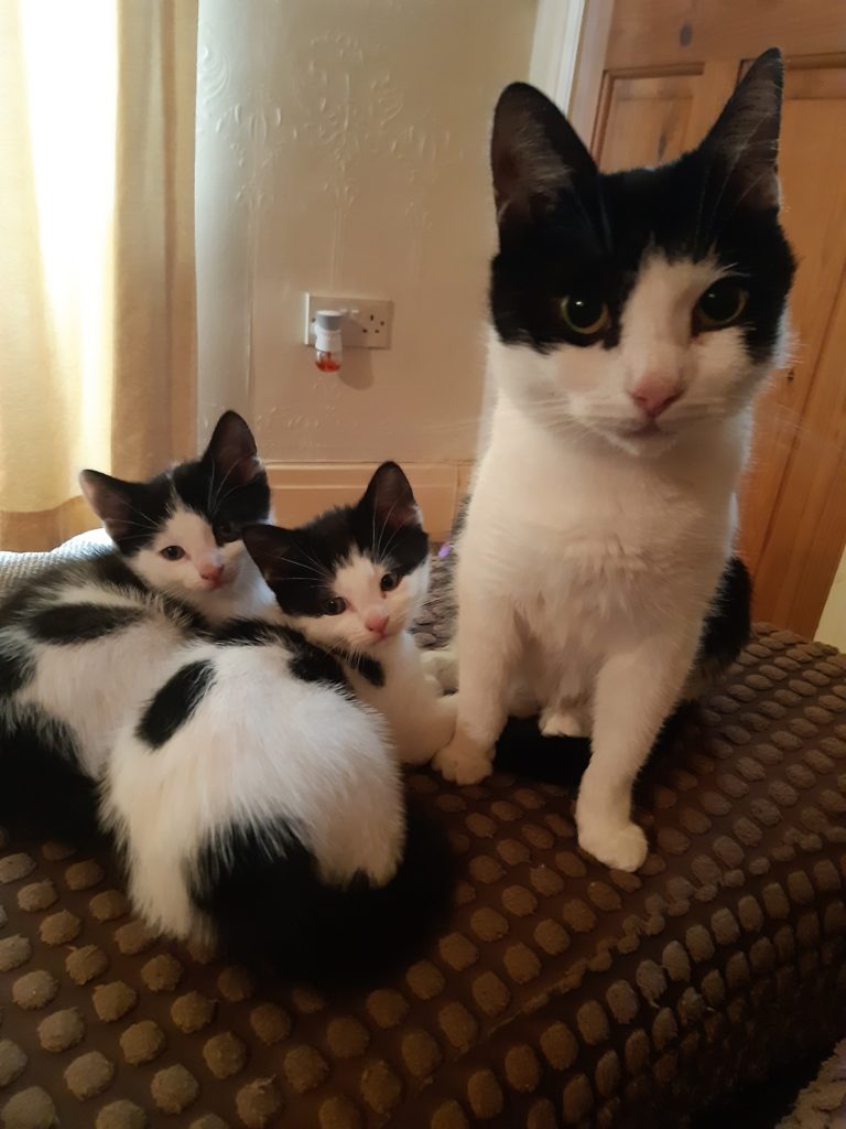 Best Cat Photos Sent To Us This Week (2020)